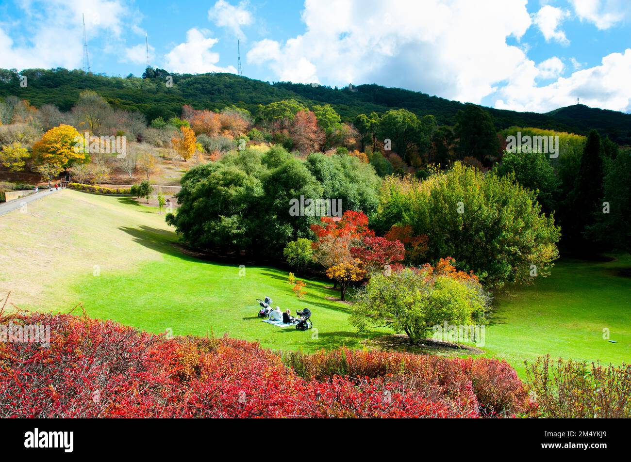 Mount Lofty Botanic Garden - South Australia Stock Photo - Alamy