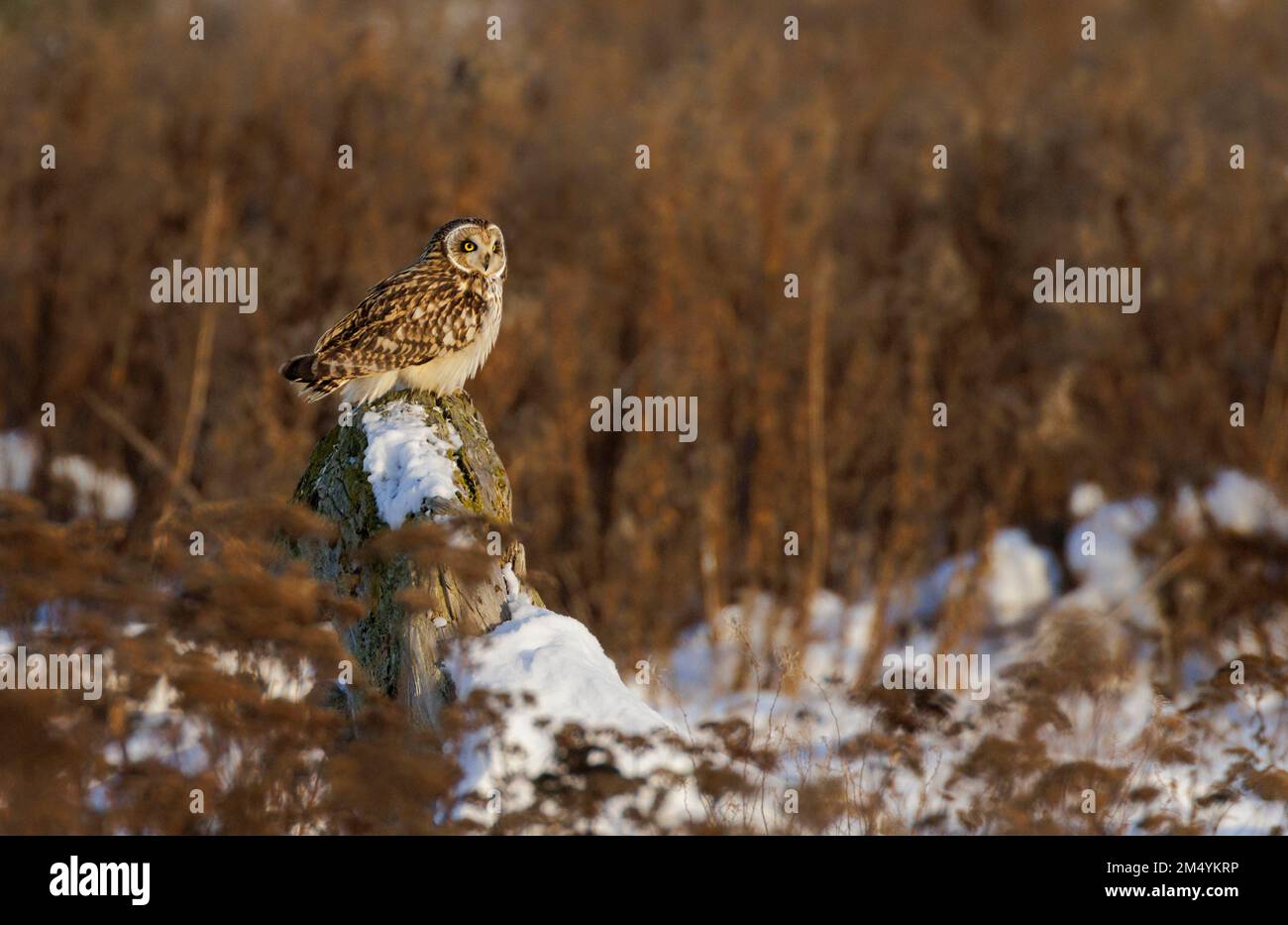 short eared owl at Vancouver BC Canada Stock Photo - Alamy
