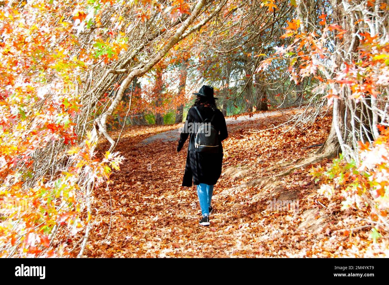 Mount Lofty Botanic Garden - South Australia Stock Photo - Alamy