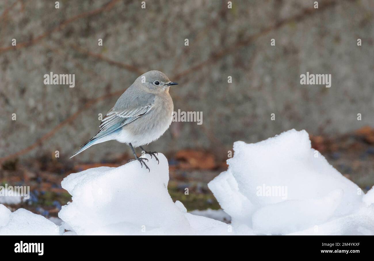 Female Mountain Bluebird at Vancouver BC Canada Stock Photo - Alamy