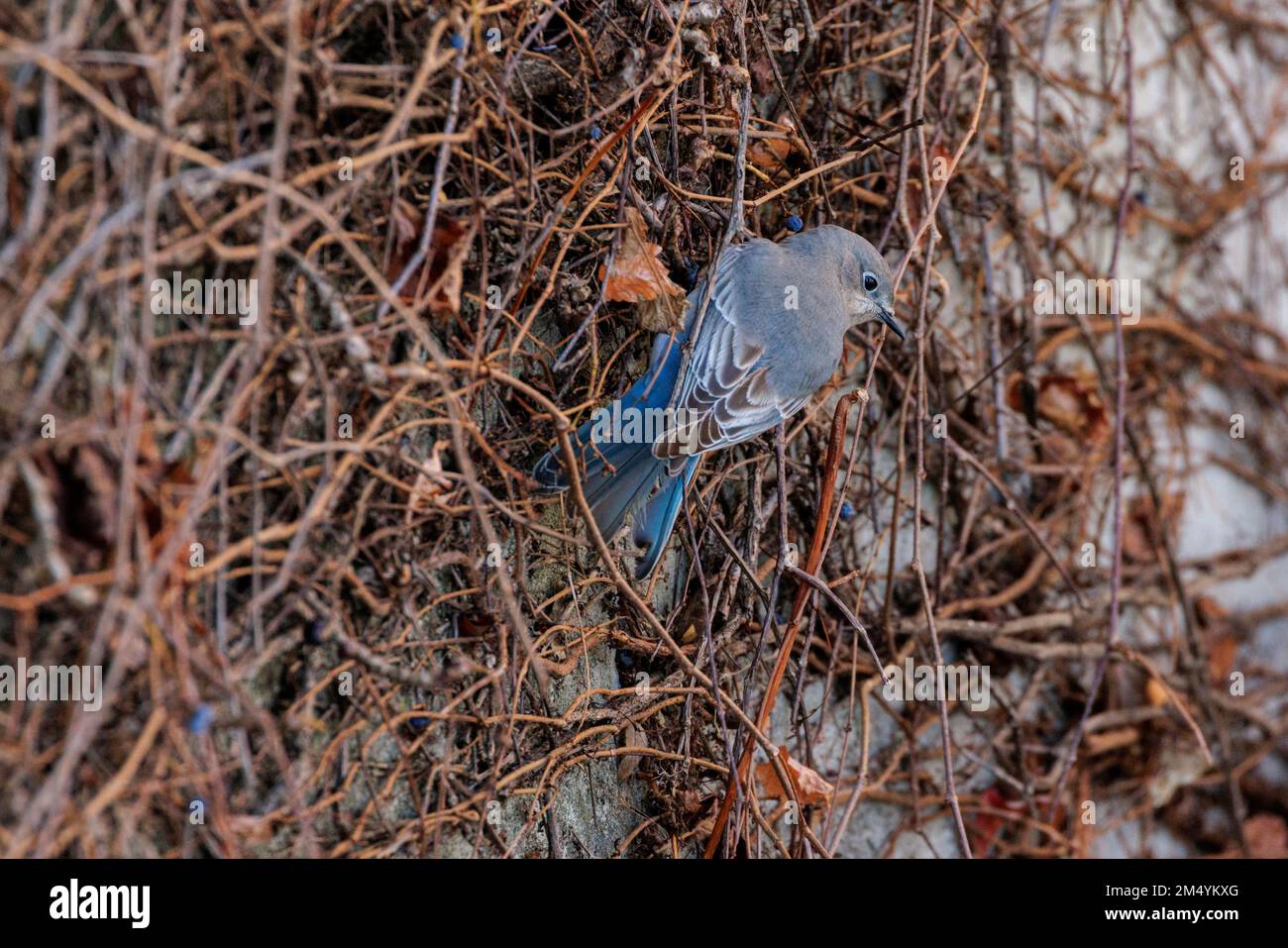 Female Mountain Bluebird at Vancouver BC Canada Stock Photo - Alamy