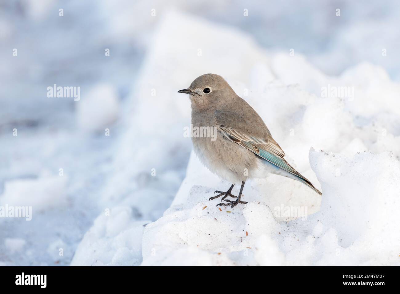 Female Mountain Bluebird at Vancouver BC Canada Stock Photo - Alamy