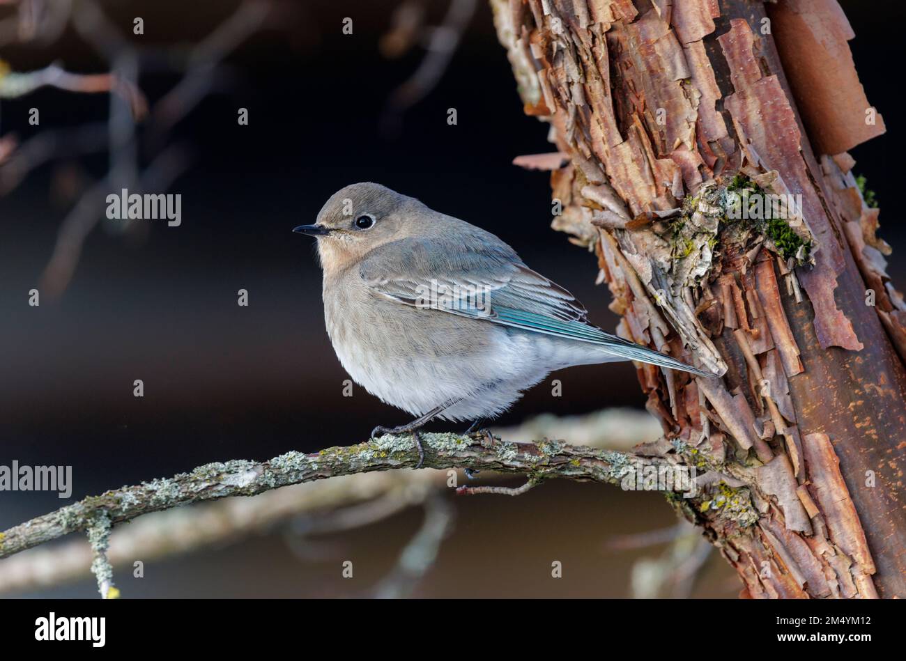 Female Mountain Bluebird at Vancouver BC Canada Stock Photo - Alamy