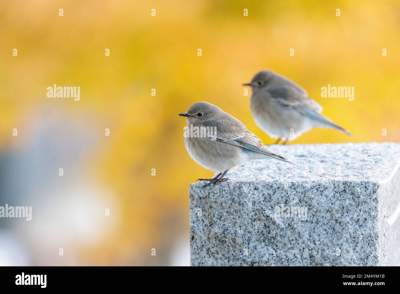 Female Mountain Bluebird at Vancouver BC Canada Stock Photo - Alamy