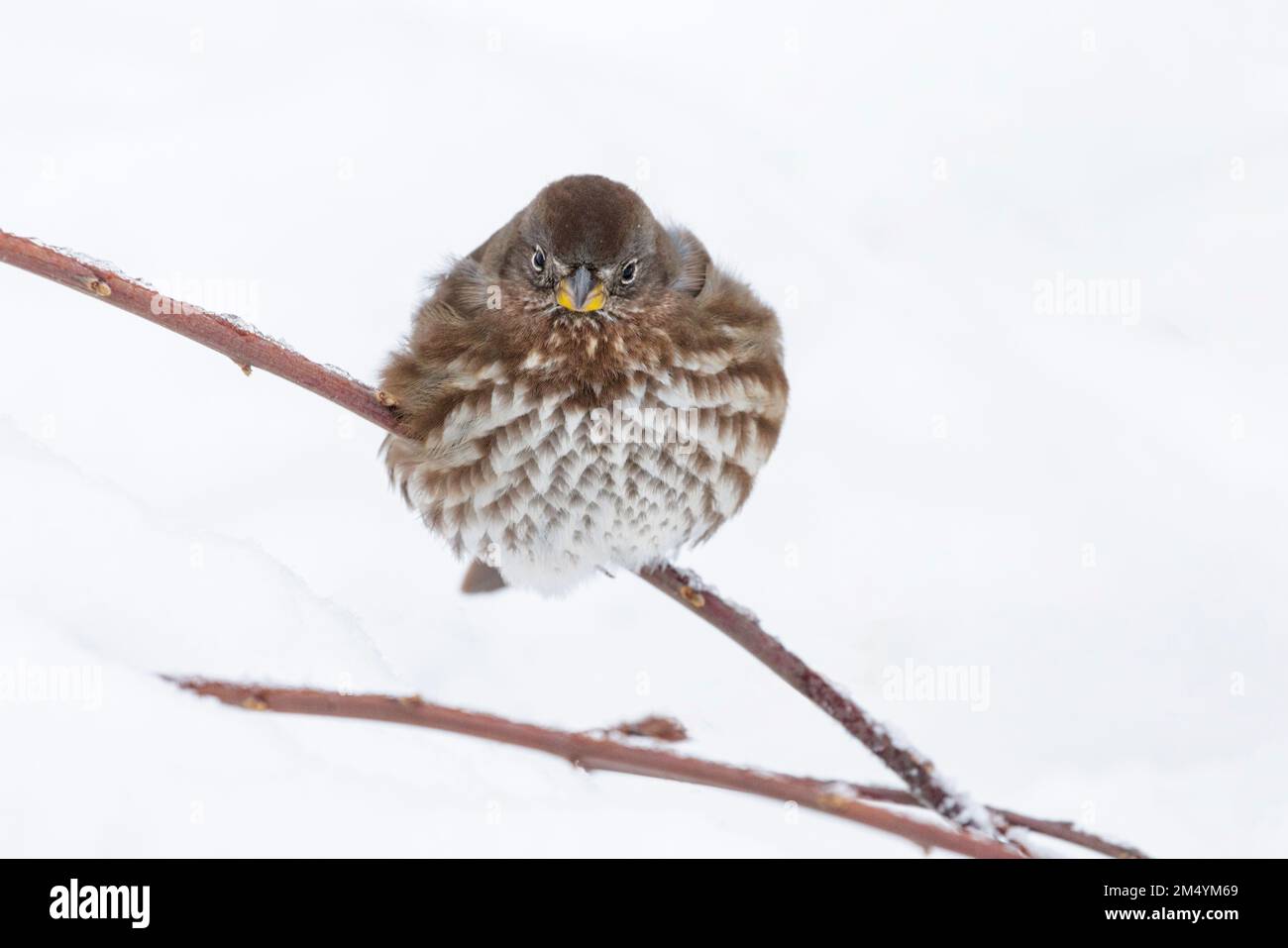 Fox Sparrow bird at Vancouver BC Canada Stock Photo - Alamy