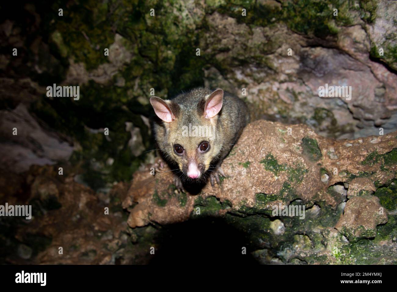 Wild Possum on the Rocks Stock Photo - Alamy