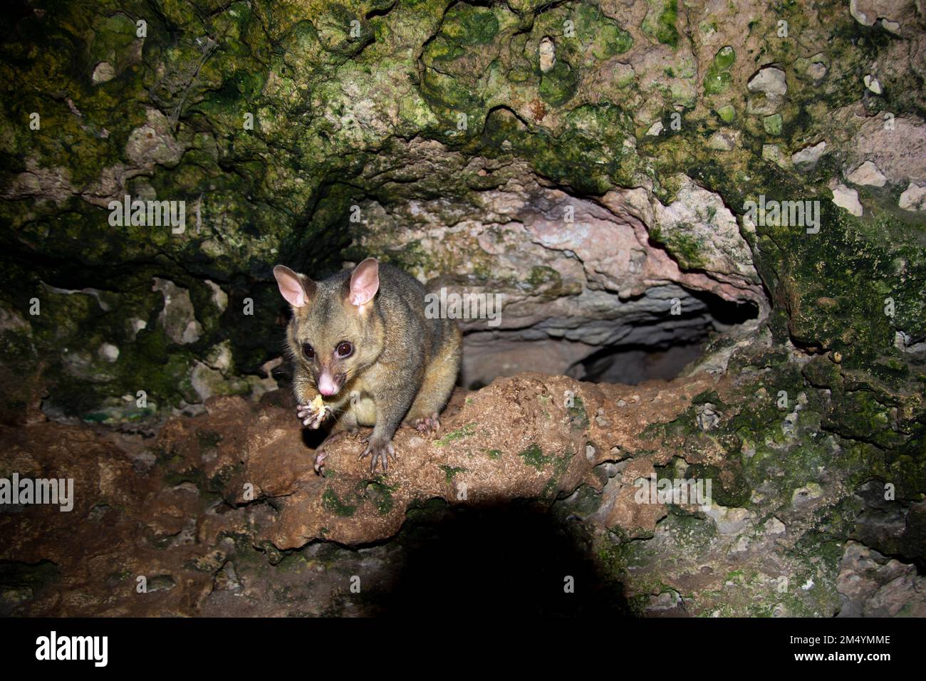 Wild Possum on the Rocks Stock Photo - Alamy