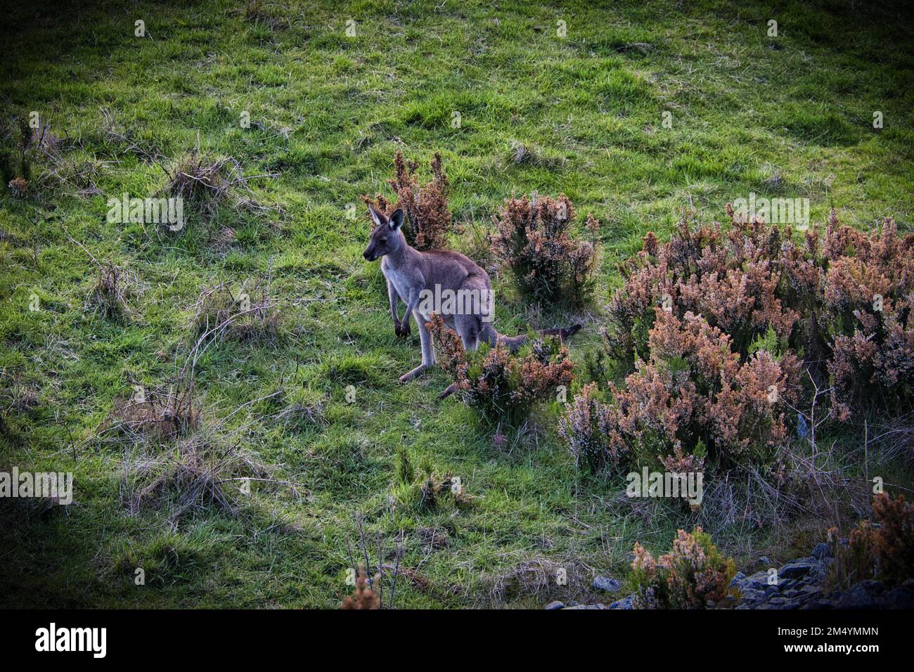 A beautiful view of a kangaroo in a field with fresh grass Stock Photo ...