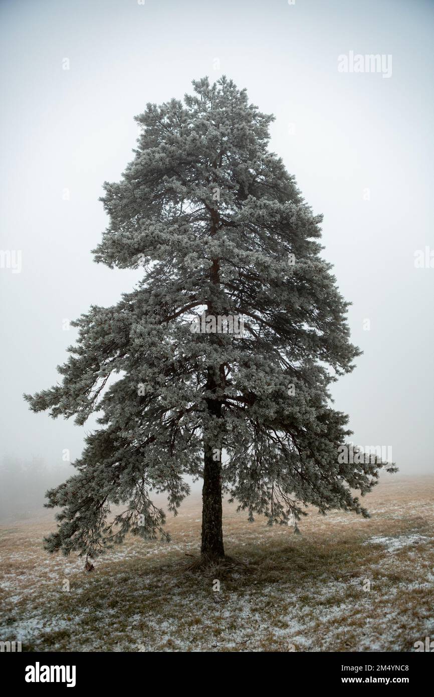 A vertical shot of an evergreen tree covered in a thin layer of snow ...