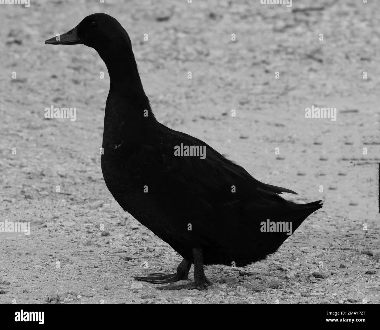 Ground duck Black and White Stock Photos & Images - Alamy