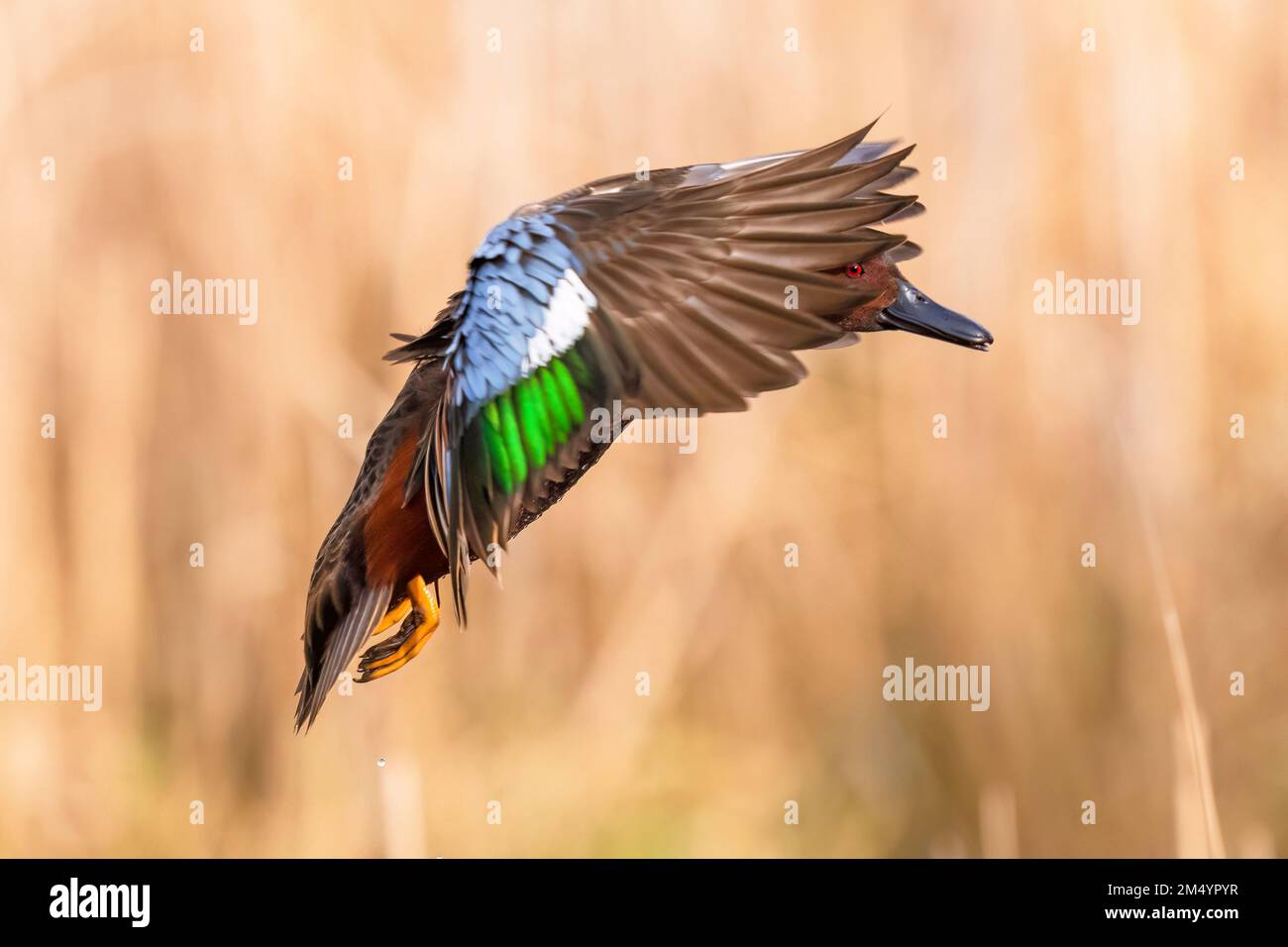 A Cinnamon Teal drake bursts out of the water for flight and peers out ...
