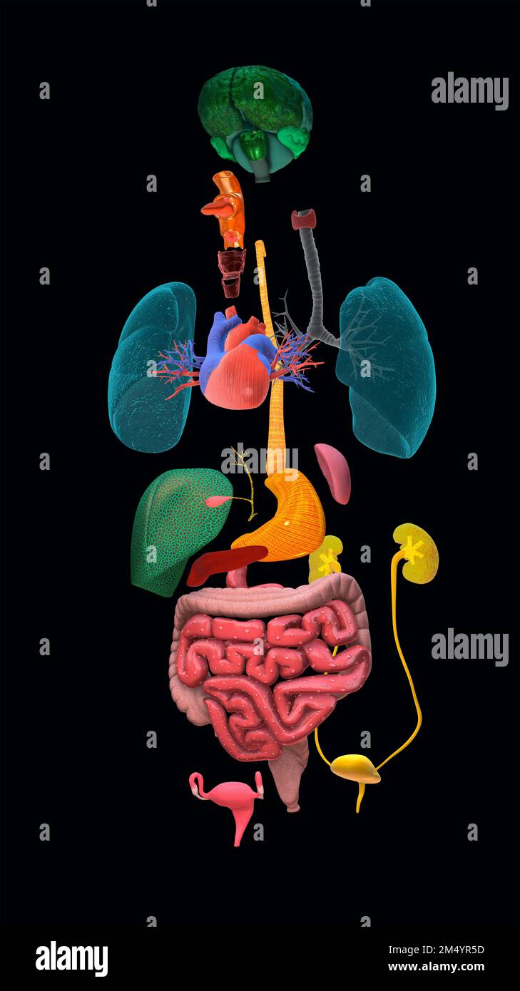 Human organs, illustration Stock Photo - Alamy