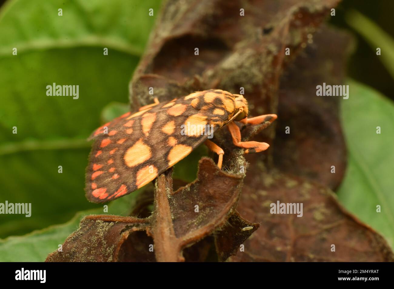 Cyme sp hi-res stock photography and images - Alamy