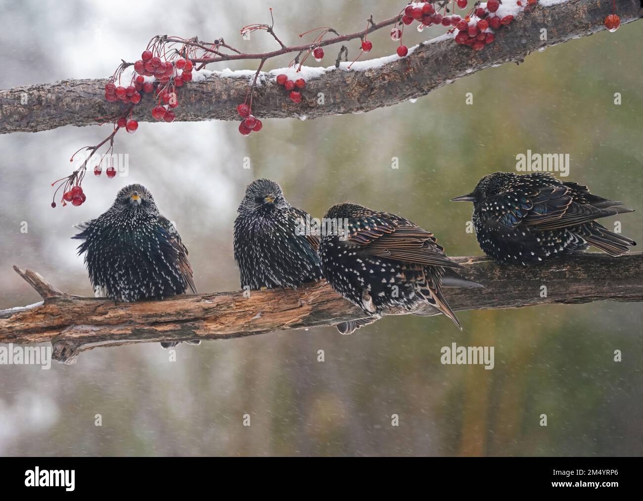 Florsome hi-res stock photography and images - Alamy