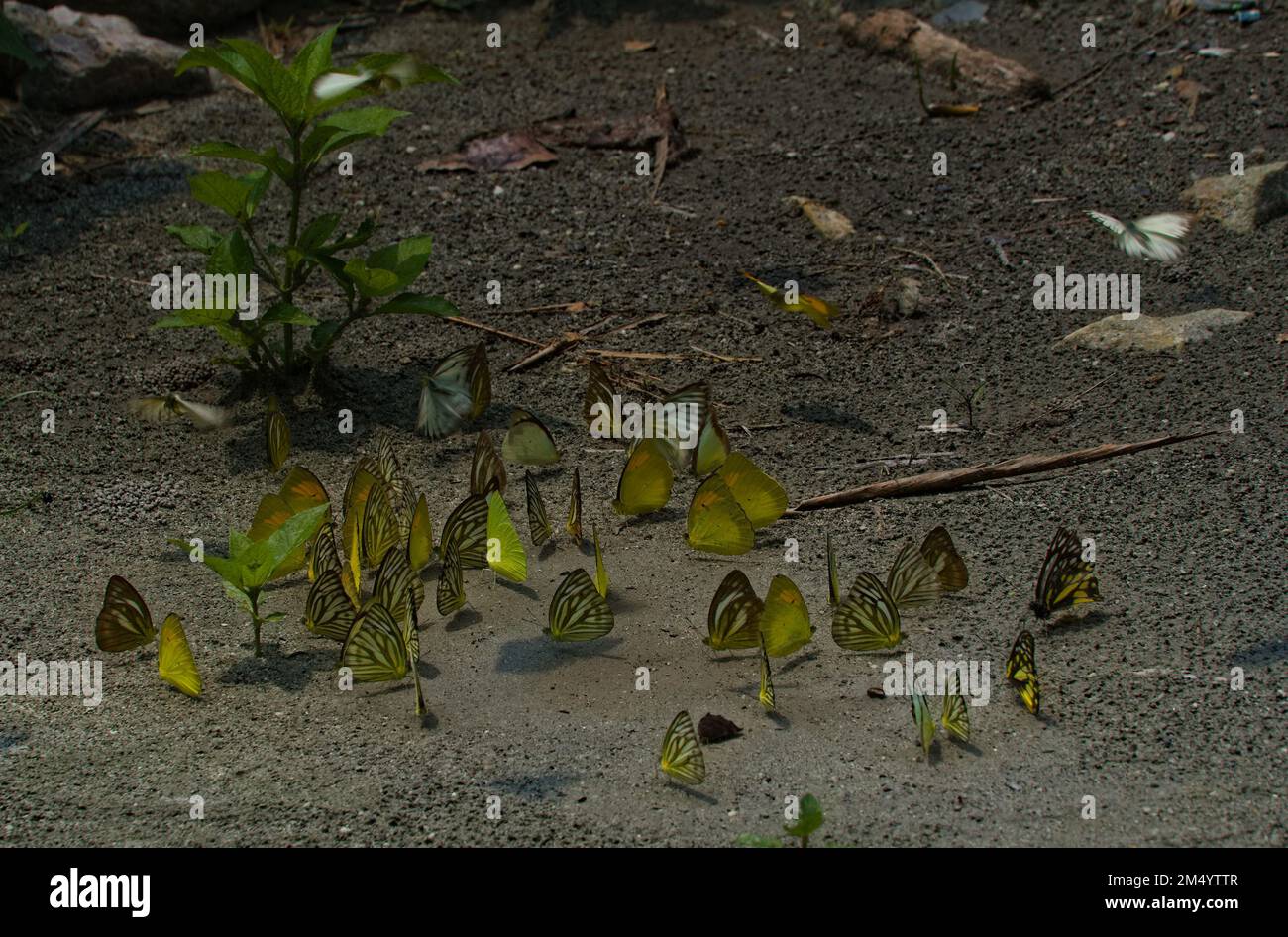 A closeup of group of Cepora nerissa butterflies Stock Photo - Alamy