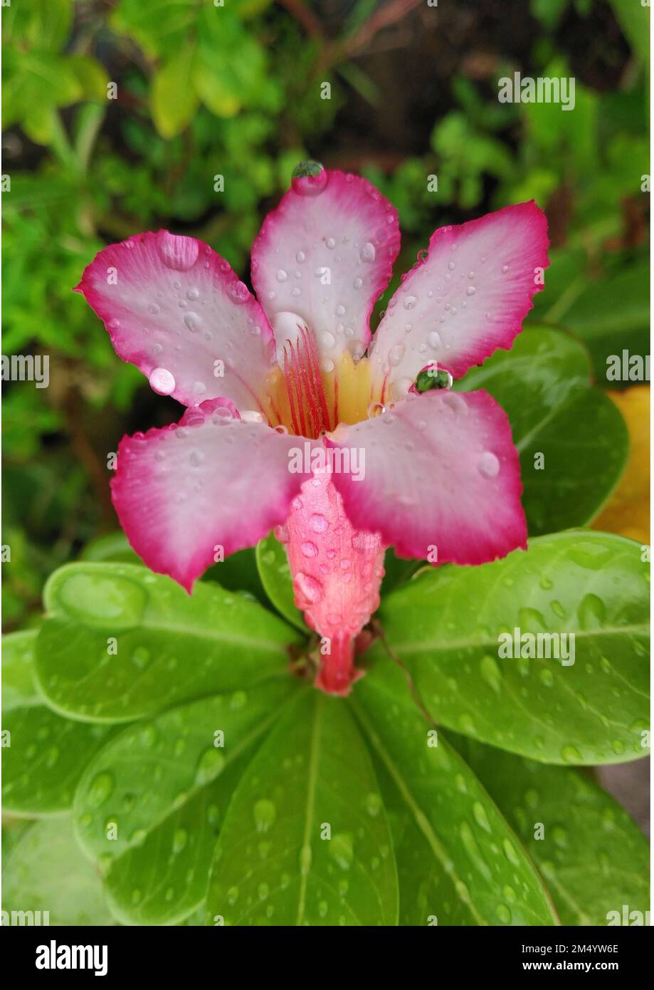 A vertical closeup of a pink Adenium obesum poisonous flowering plant ...