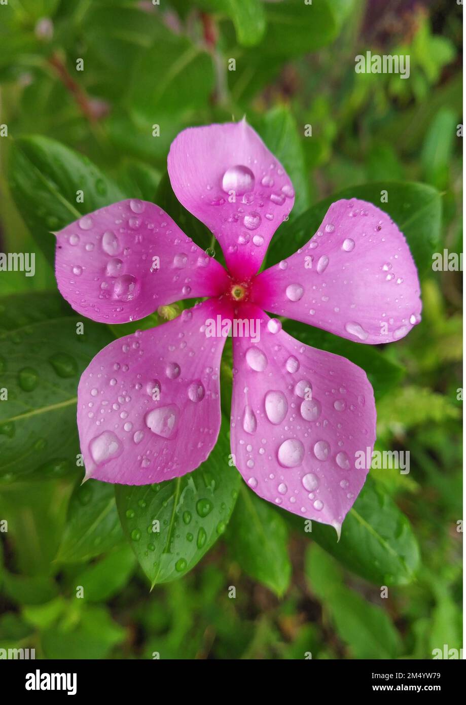 A vertical closeup of a delicate Madagascar Periwinkle,Catharanthus ...