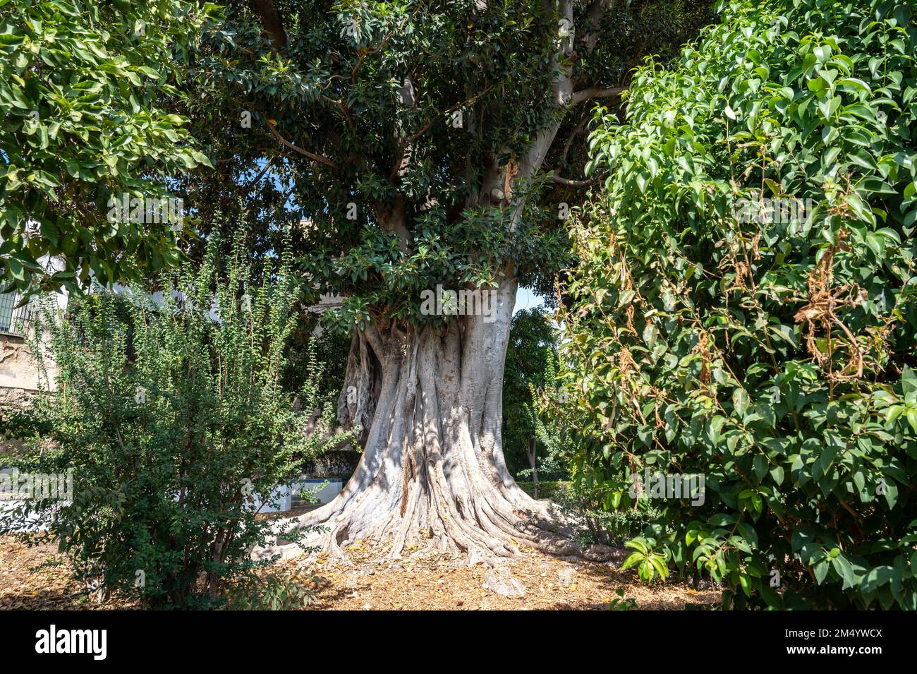 Banyan tree Seville, Spain Stock Photo - Alamy