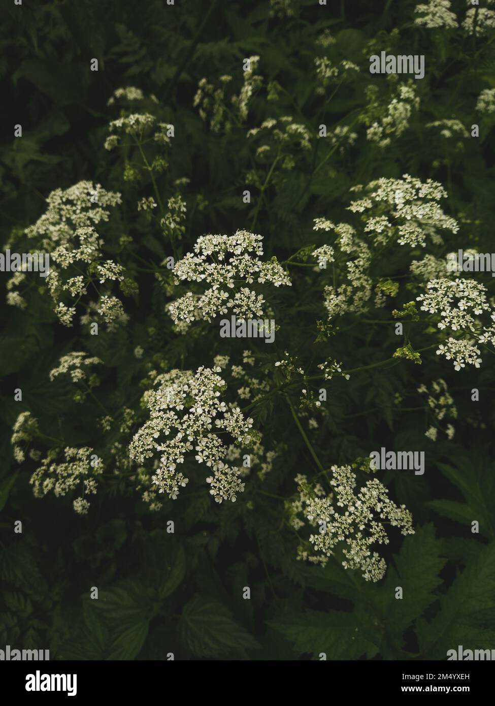 Green Hemlock flowers and leaves nature background. Nature hemlock ...