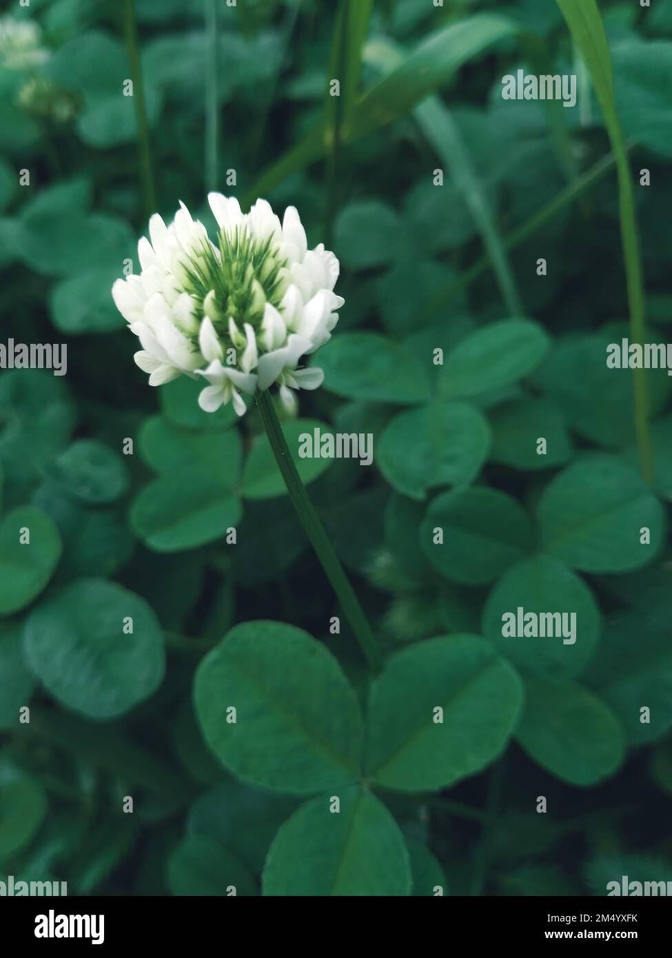 Clower flower hi-res stock photography and images - Alamy