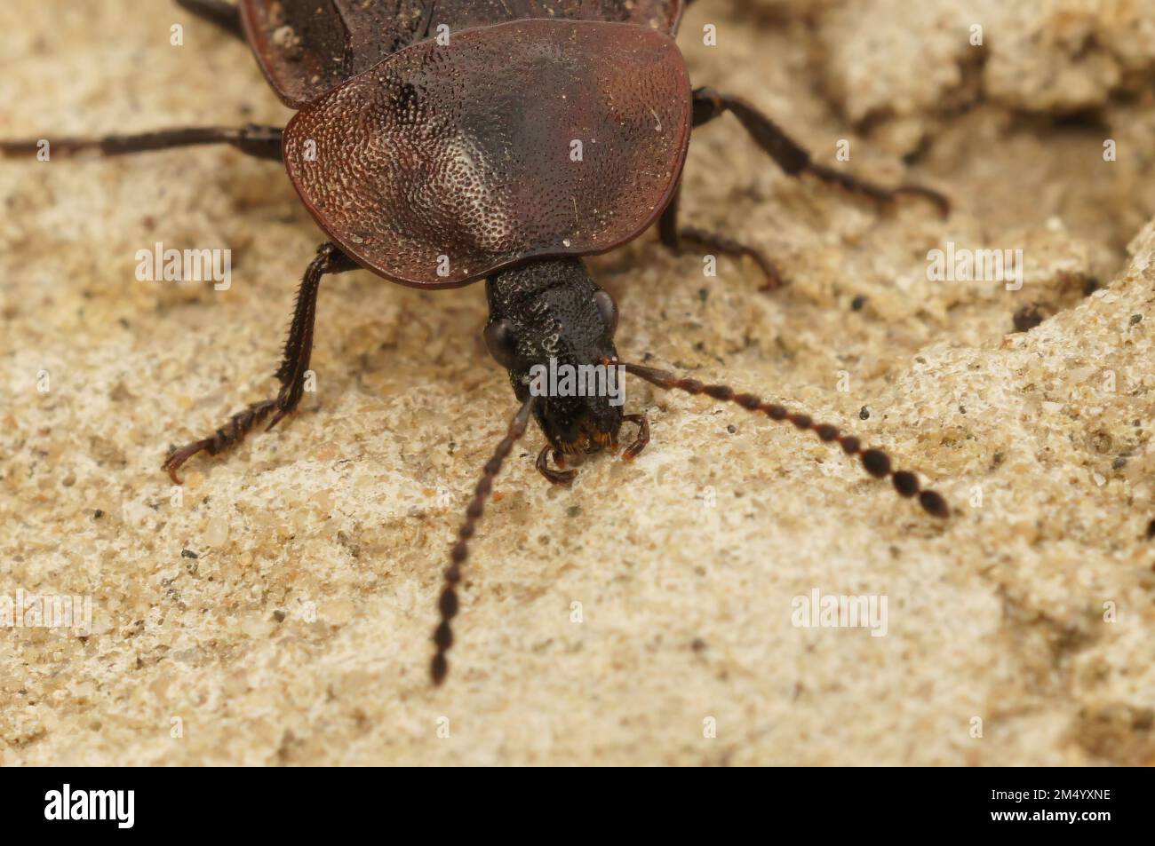 Phosphuga atrata hi-res stock photography and images - Alamy