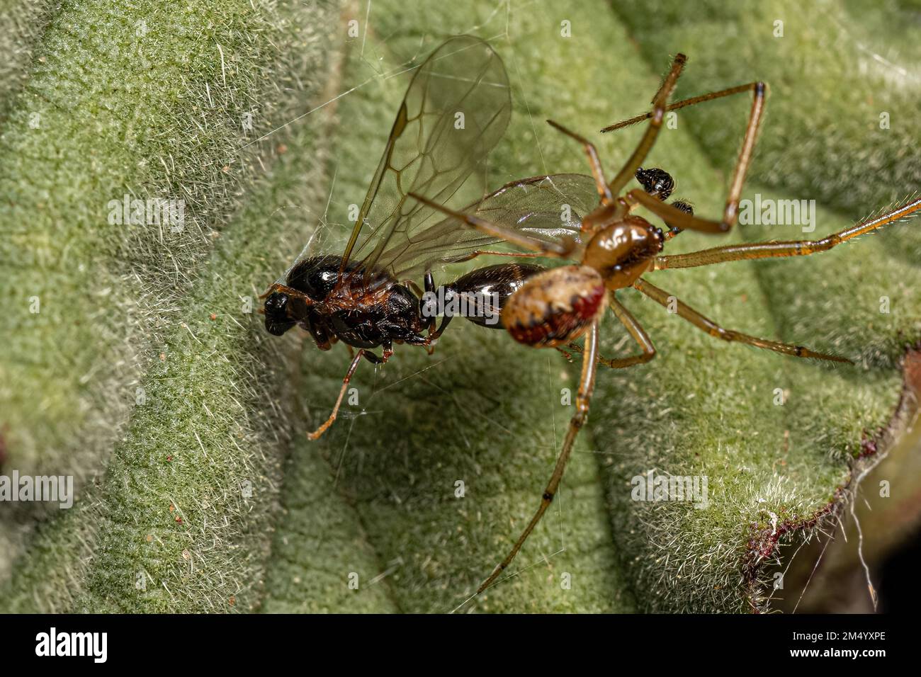 Small Male Cobweb Spider of the Family Theridiidae preying on a Male ...
