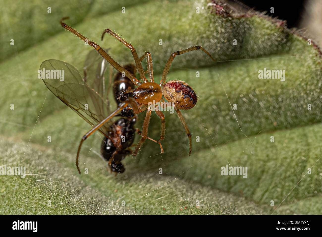Small Male Cobweb Spider of the Family Theridiidae preying on a Male ...