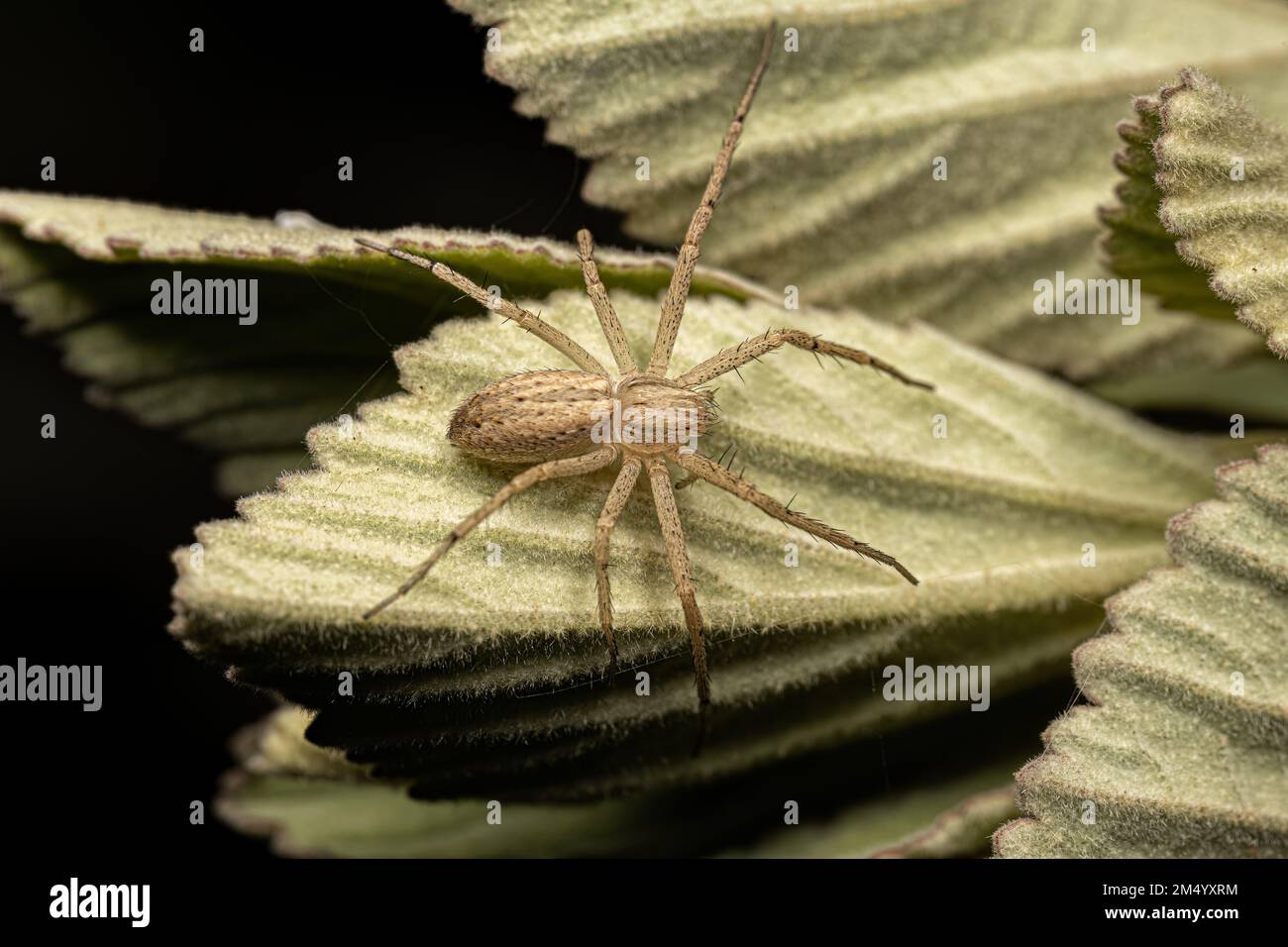 Adult Female Running Crab Spider of the genus Genus Tibelloides Stock ...