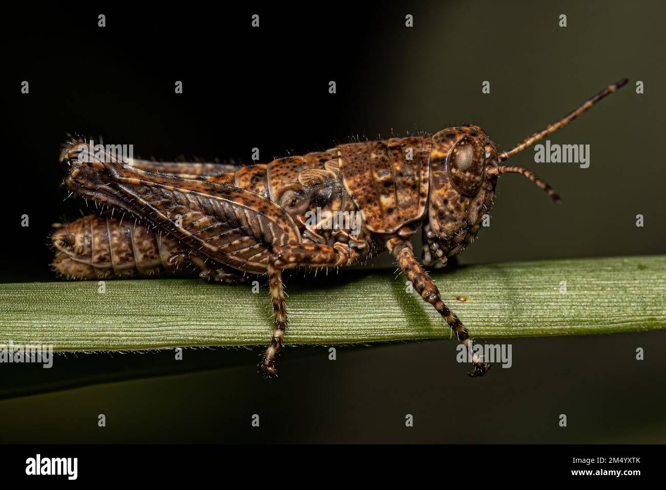Spur-throated Grasshopper Insect of the Subfamily Melanoplinae Stock ...