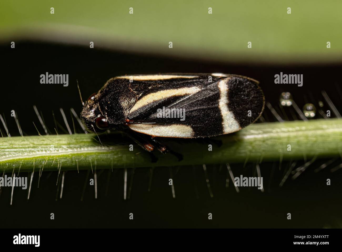 Adult Black Froghopper of the species Notozulia entreriana Stock Photo ...