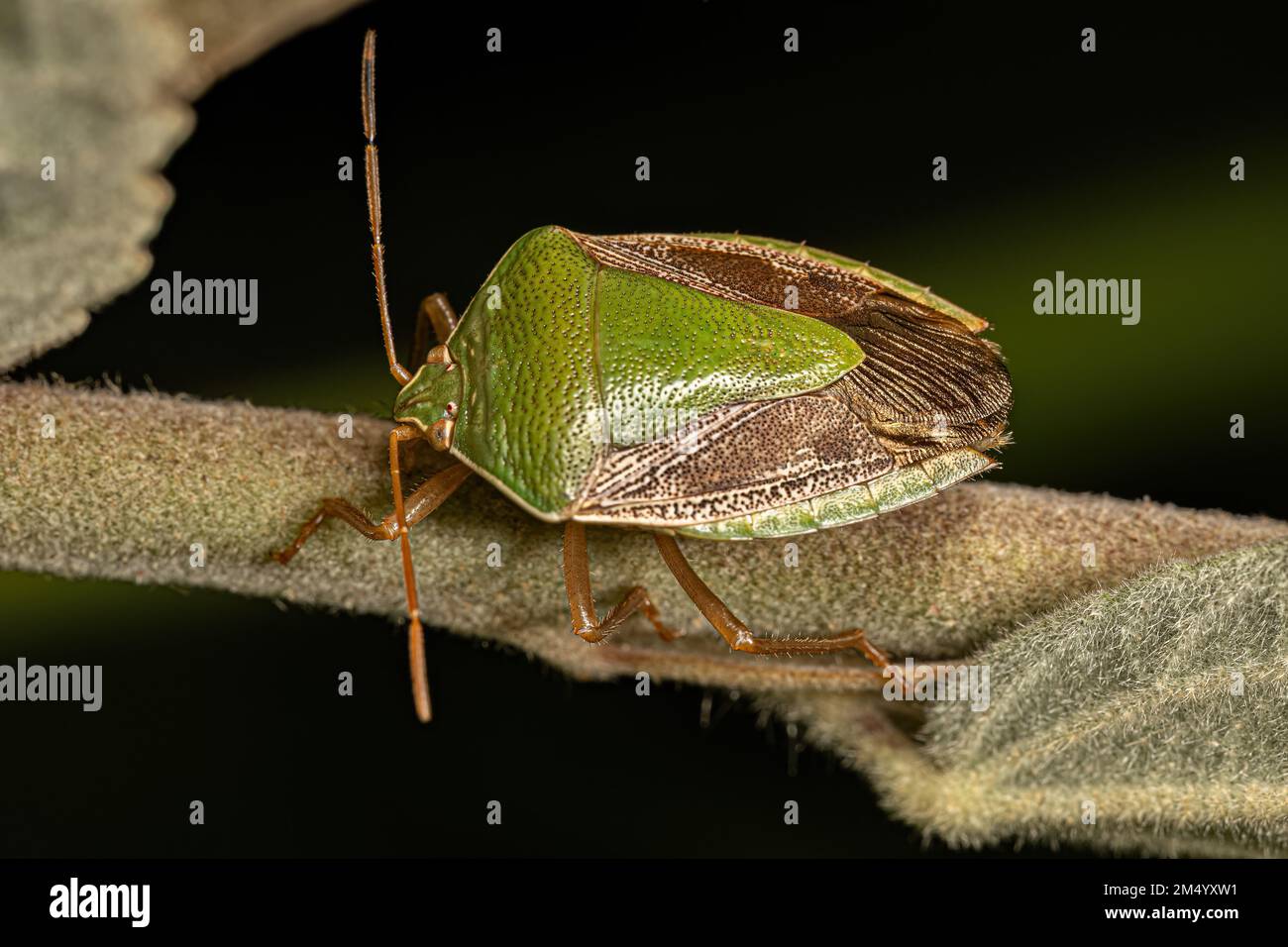 Adult Stink Bug of the genus Edessa Stock Photo - Alamy