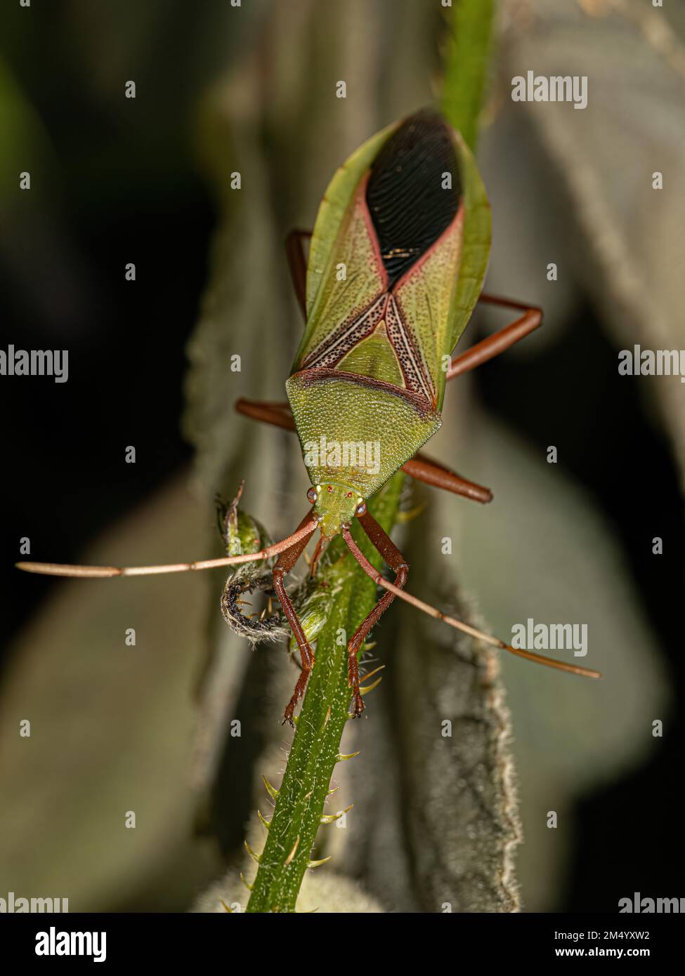 Adult Leaf-footed Bug of the Genus Savius Stock Photo - Alamy