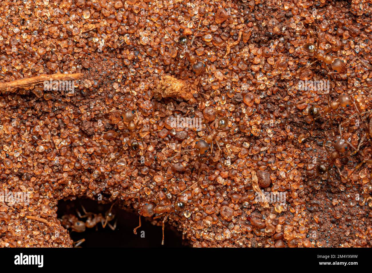 Adult Female Big-headed Ants of the Genus Pheidole Stock Photo - Alamy