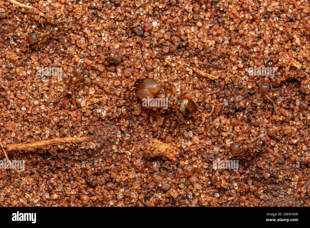 Adult Female Big-headed Ants of the Genus Pheidole Stock Photo - Alamy
