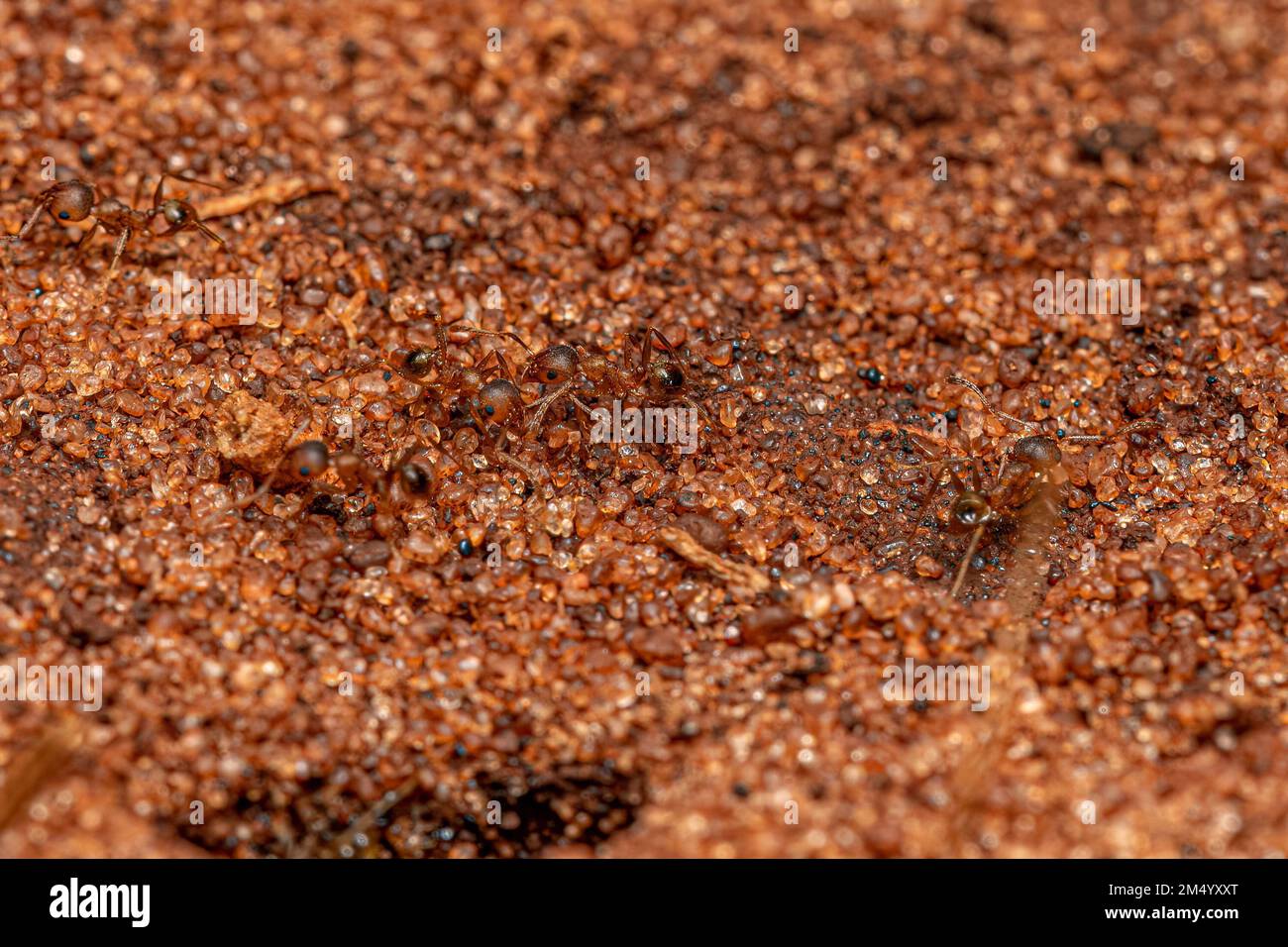 Adult Female Big-headed Ants of the Genus Pheidole Stock Photo - Alamy