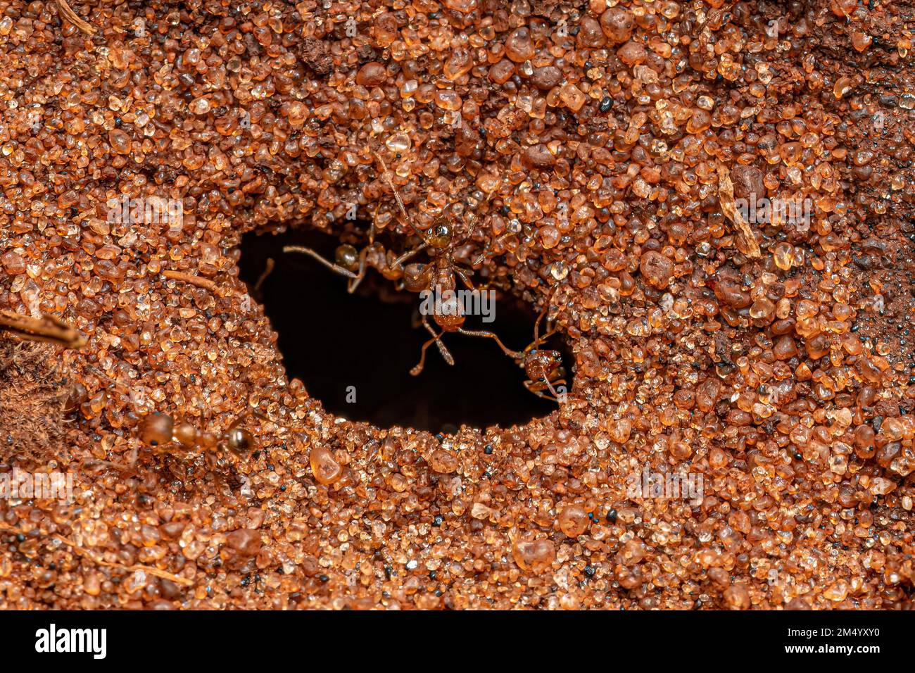 Adult Female Big-headed Ants of the Genus Pheidole Stock Photo - Alamy