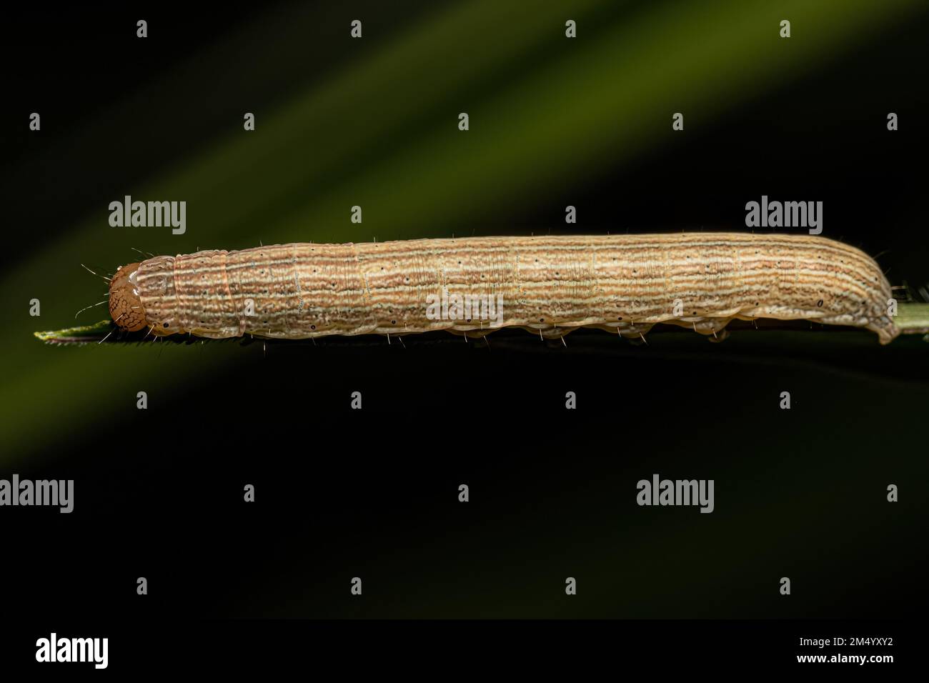 Small moth caterpillar of the order Lepidoptera Stock Photo - Alamy
