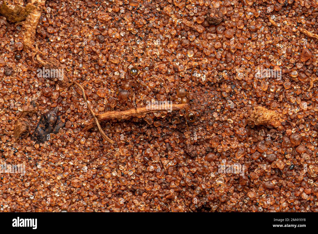 Adult Female Big-headed Ants of the Genus Pheidole Stock Photo - Alamy