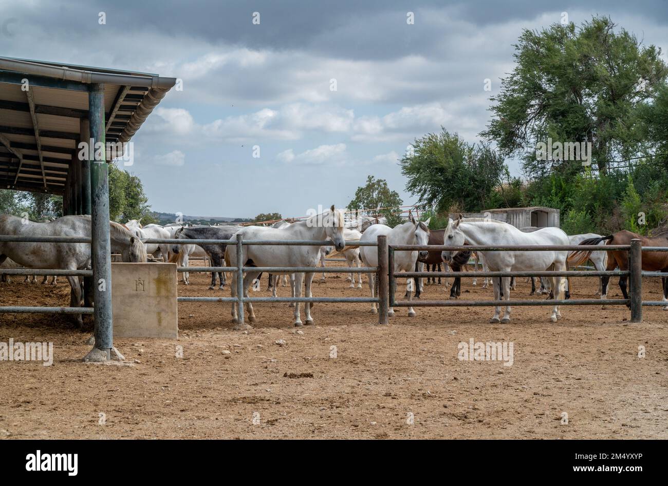 Andalusian horses hi-res stock photography and images - Alamy