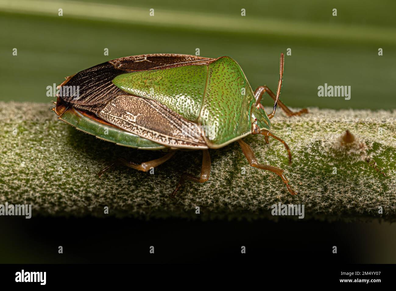 Adult Stink Bug of the genus Edessa Stock Photo - Alamy