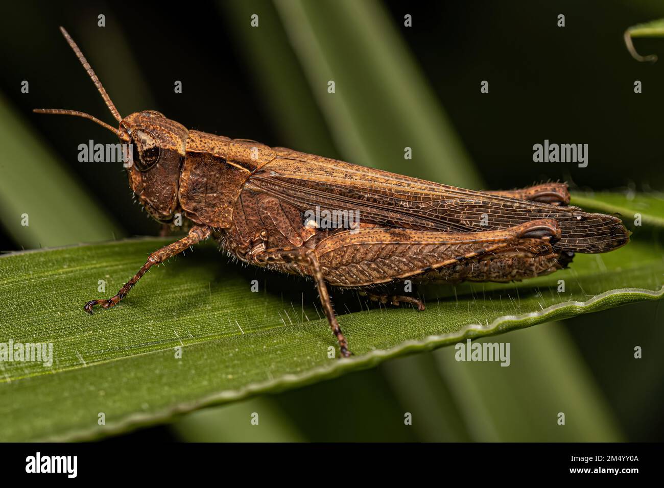 Adult Stridulating Slant-faced Grasshopper of the Tribe Orphulellini ...