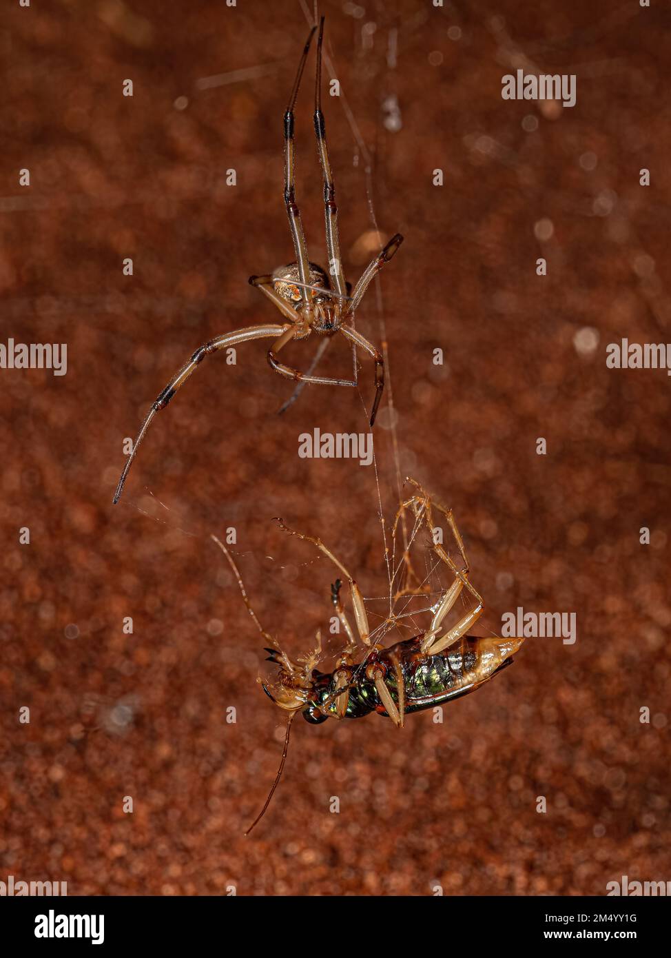 Female Adult Brown Widow Spider of the species Latrodectus geometricus ...