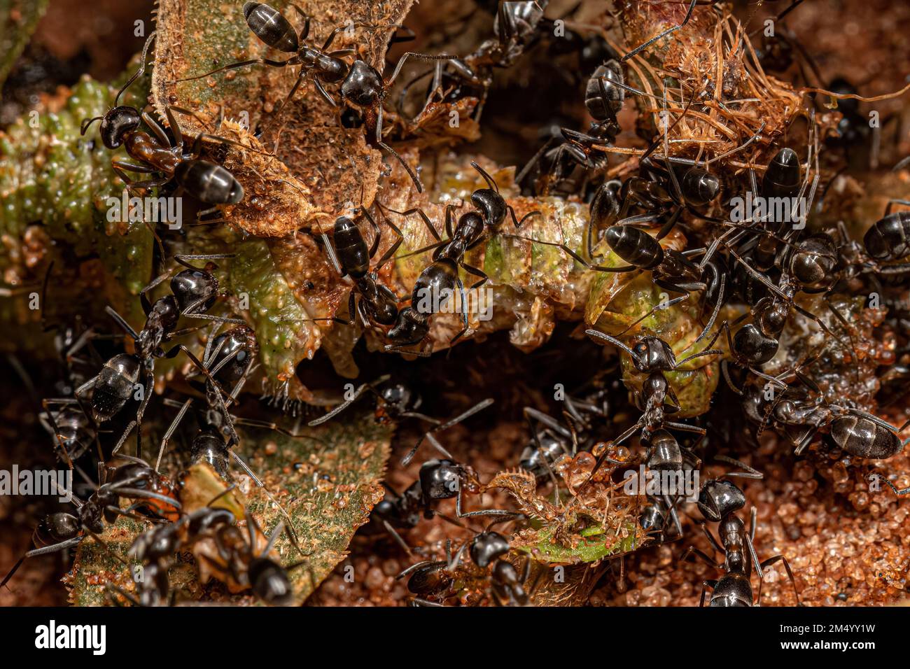 Adult Pyramid Ants of the Genus Dorymyrmex eating a dead grasshopper ...