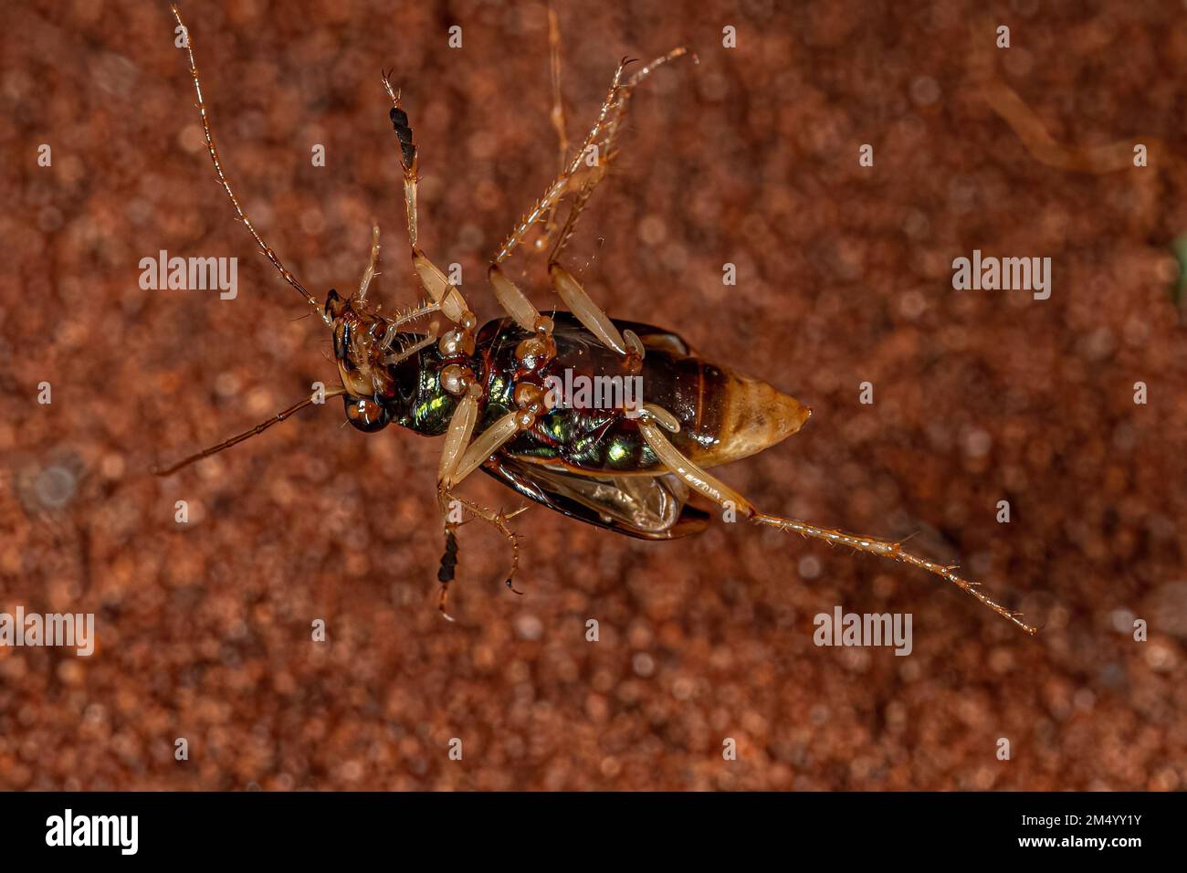 Adult Metallic Tiger Beetle of the Genus Tetracha caught in the web of ...