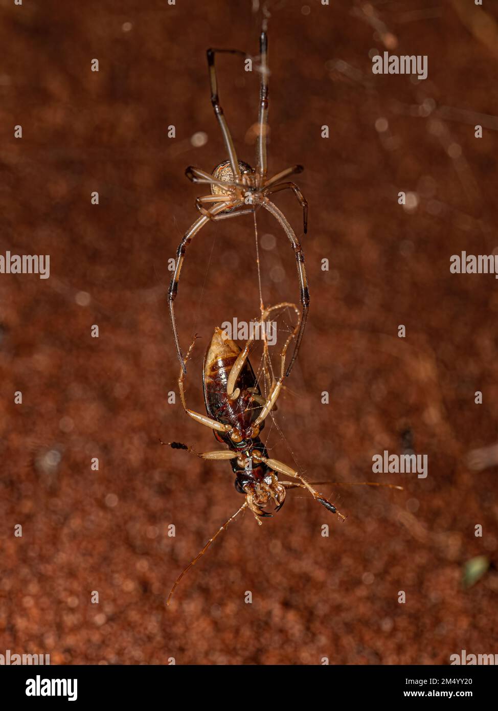 Female Adult Brown Widow Spider of the species Latrodectus geometricus ...