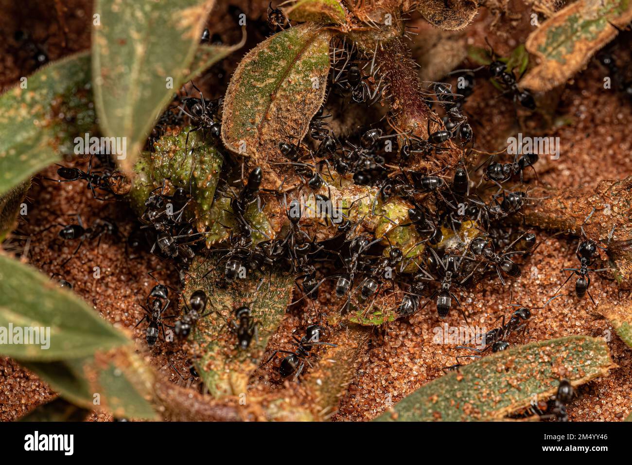 Adult Pyramid Ants of the Genus Dorymyrmex eating a dead grasshopper ...