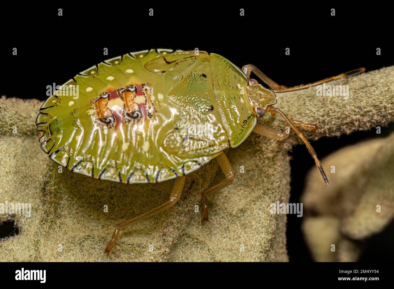 Stink Bug Nymph of the genus Edessa Stock Photo - Alamy