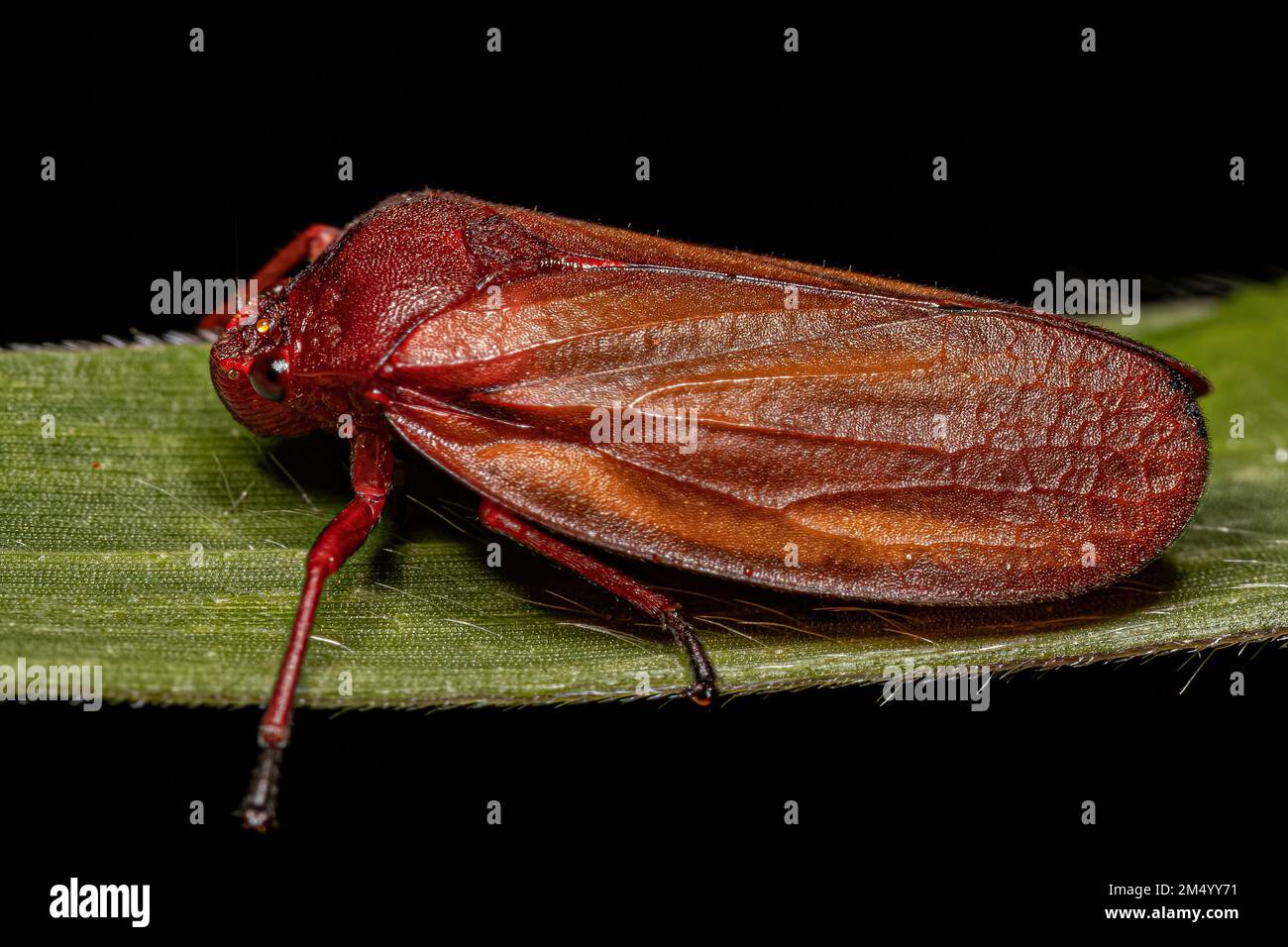 Adult Red Froghopper Insect of the Family Cercopidae Stock Photo - Alamy