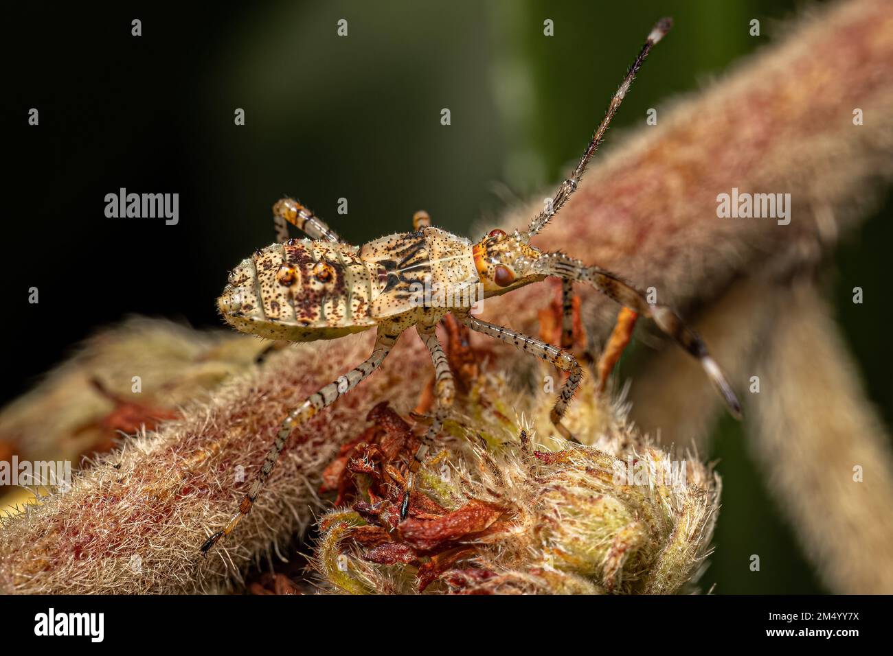 Leaf footed Bug Nymph of the Species Hypselonotus fulvus Stock Photo ...