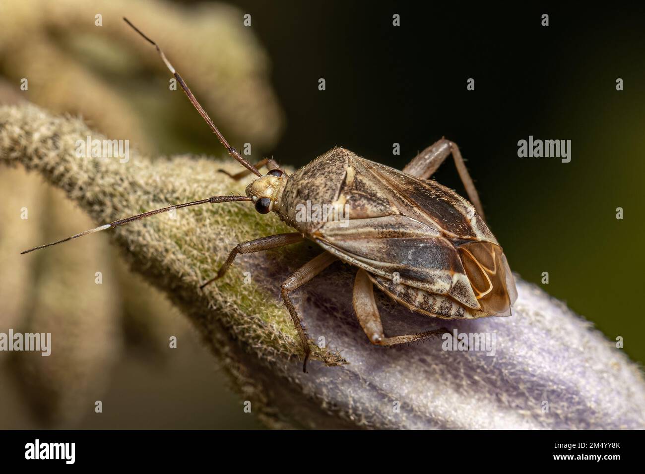 Small Adult Plant Bug of the Tribe Mirini Stock Photo - Alamy